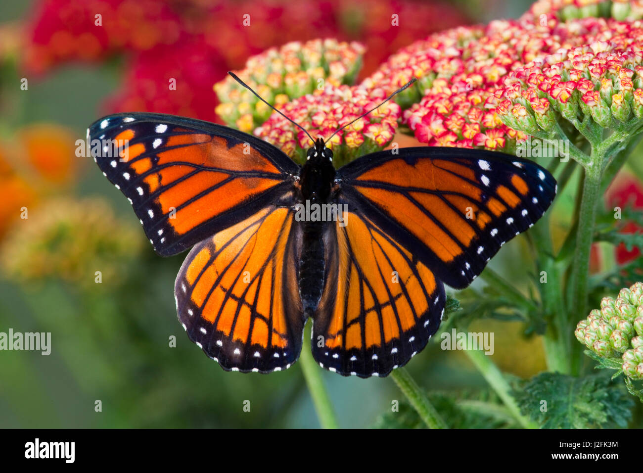 Viceroy Butterfly a mimic of the Monarch butterfly, Limenitis archippus ...