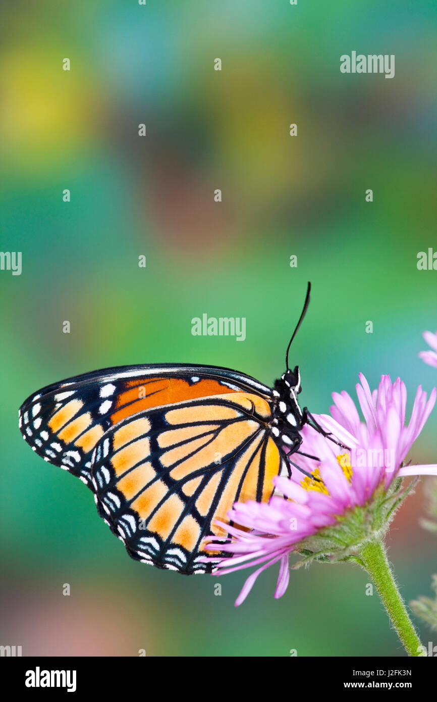 Viceroy Butterfly a mimic of the Monarch butterfly, Limenitis archippus ...