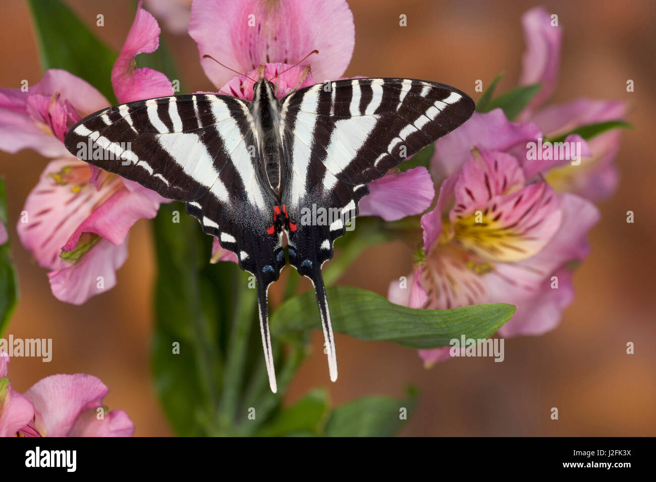 Zebra Swallowtail Butterfly, Eurytides marcellus Stock Photo - Alamy