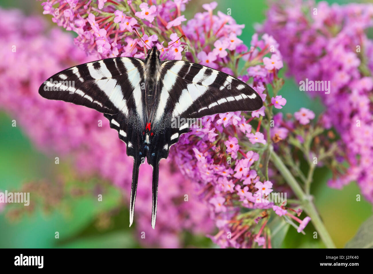 Zebra Swallowtail Butterfly, Eurytides marcellus Stock Photo - Alamy