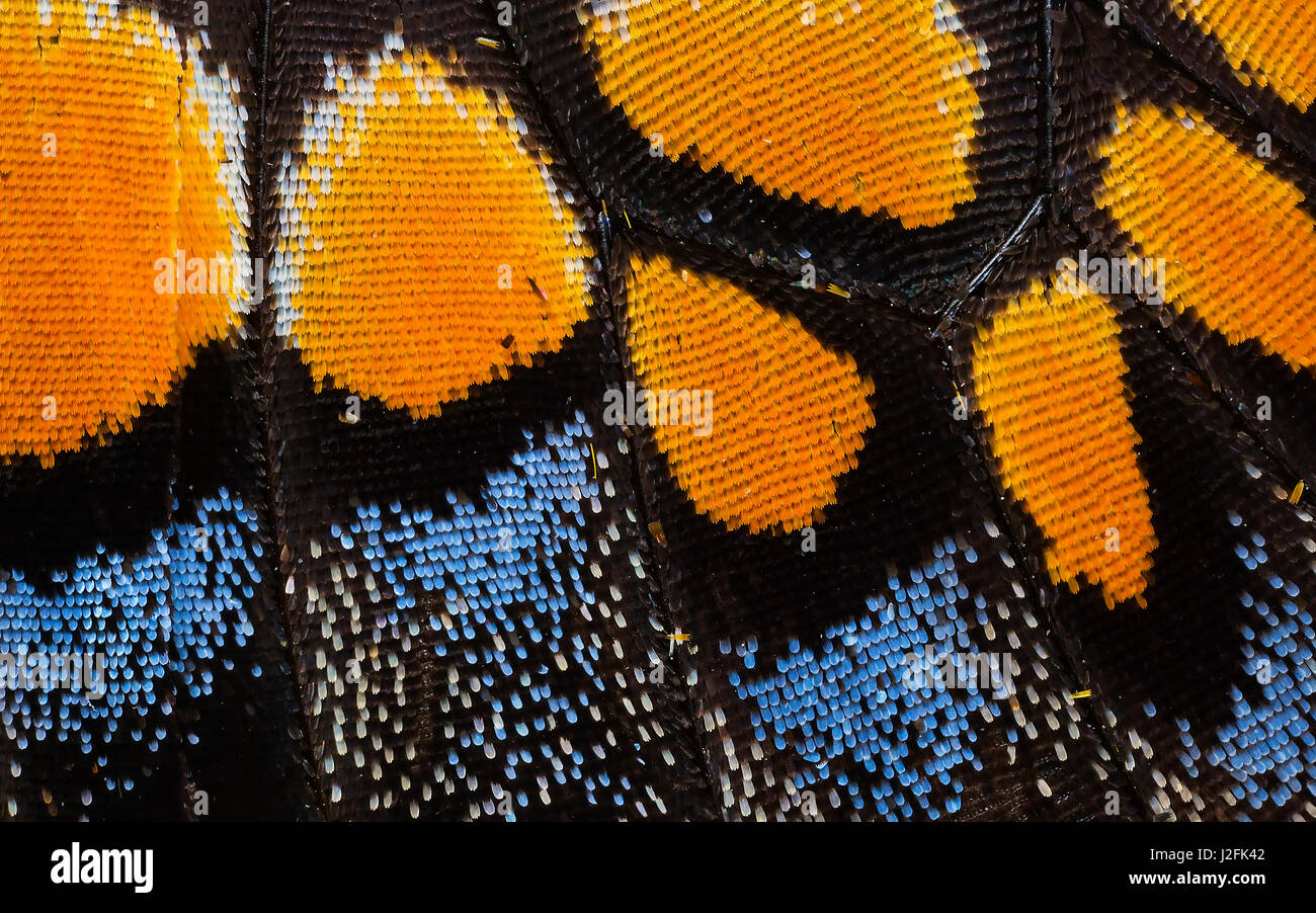 Close-up detail wing pattern of butterfly Stock Photo - Alamy