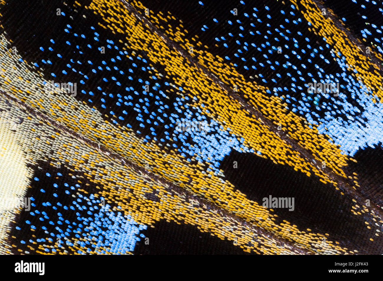 Close-up detail wing pattern of tropical butterfly Stock Photo - Alamy
