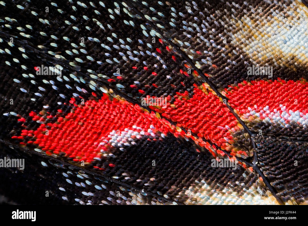Close-up detail wing pattern of butterfly Stock Photo - Alamy