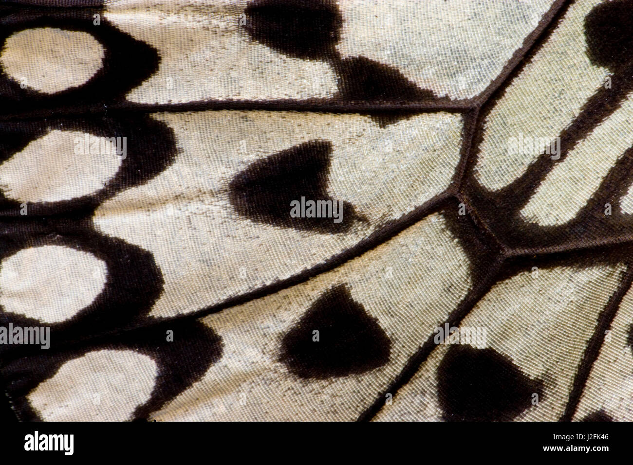Close-up detail wing pattern of tropical butterfly Stock Photo - Alamy