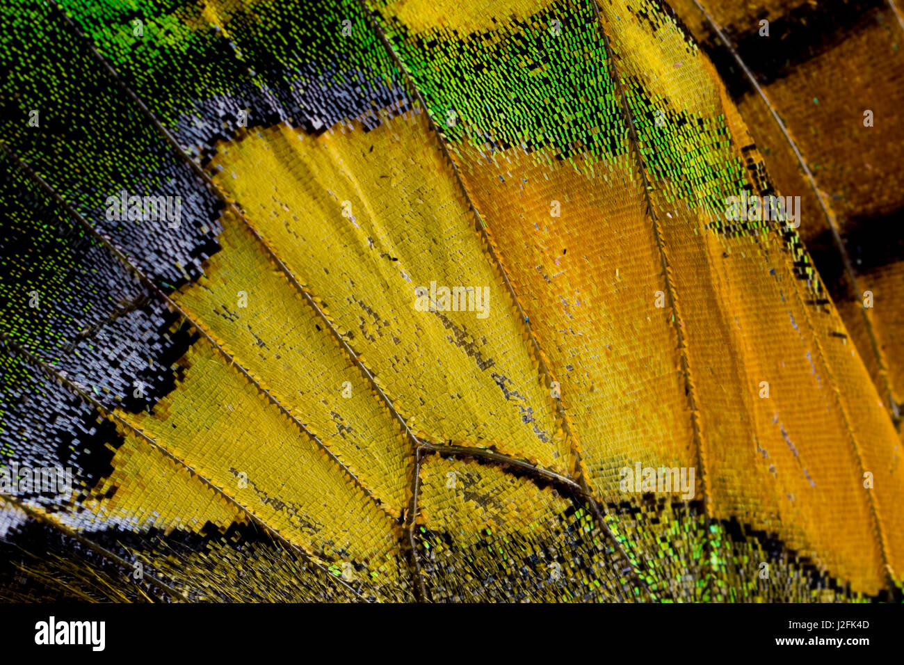 Close-up detail wing pattern of tropical butterfly Stock Photo - Alamy
