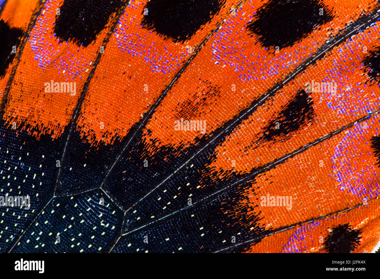 Close-up detail wing pattern of tropical butterfly Stock Photo - Alamy