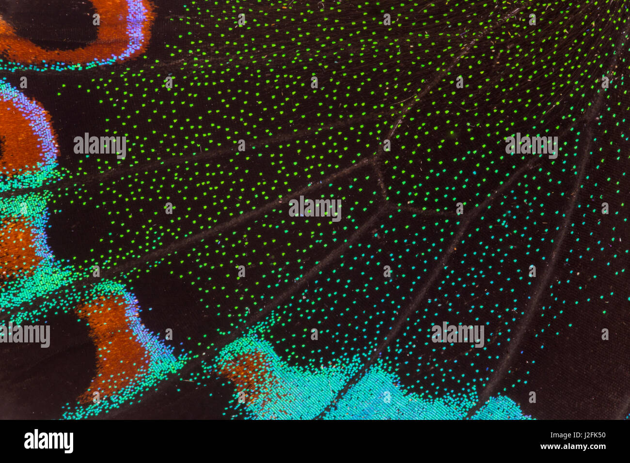 Close-up detail wing pattern of tropical butterfly Stock Photo - Alamy