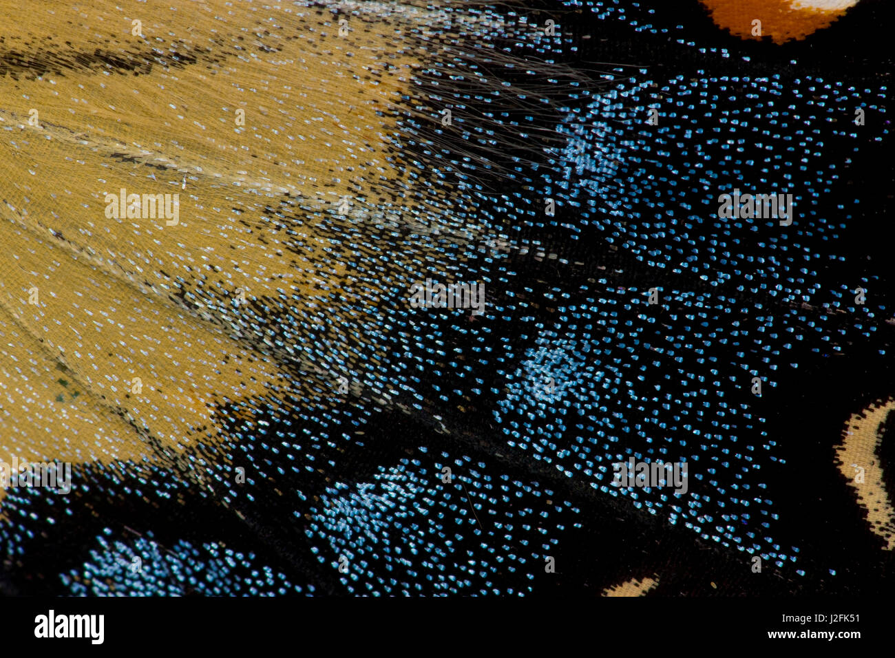 Close-up detail wing pattern of butterfly Stock Photo - Alamy