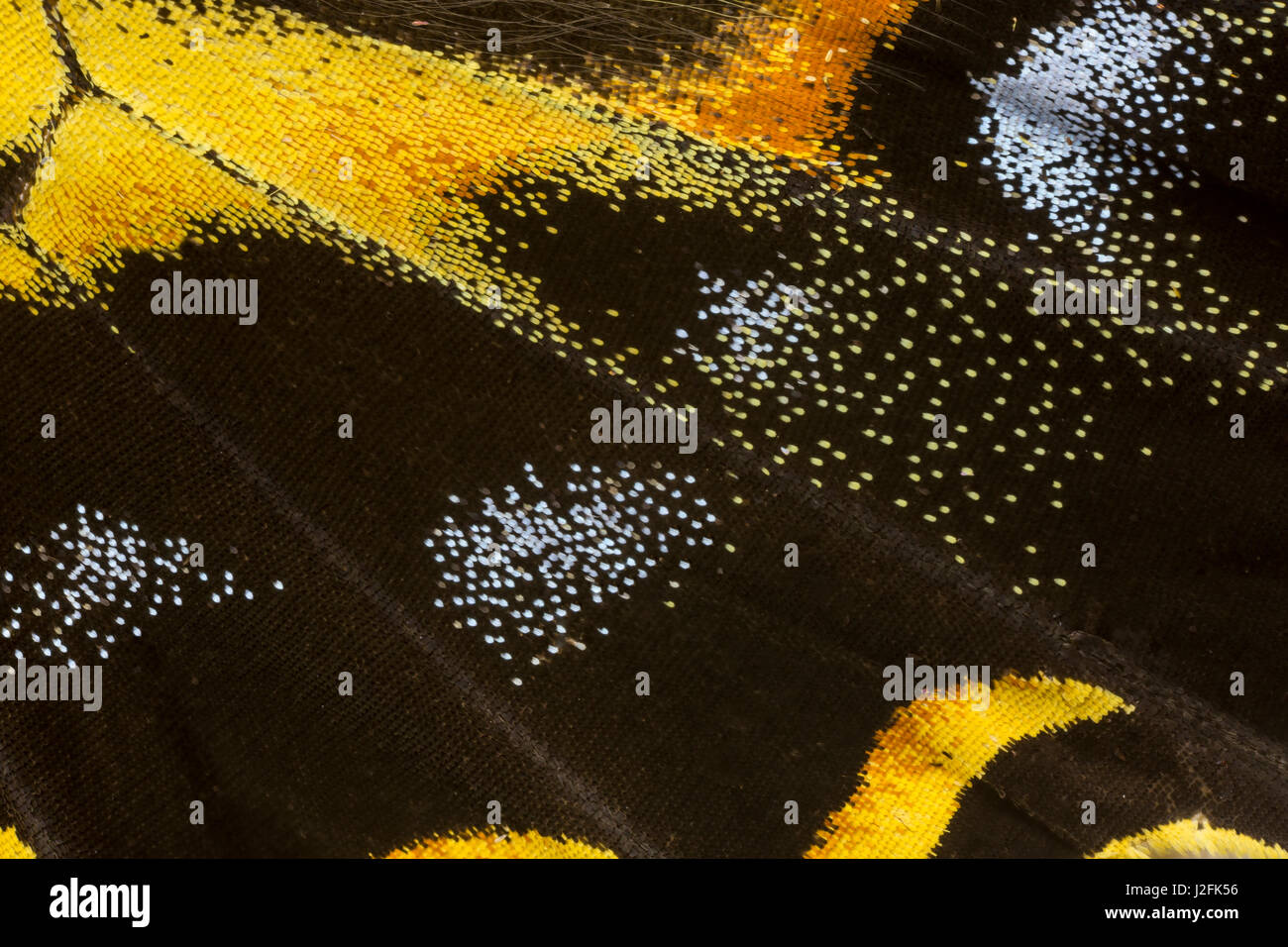 Close-up detail wing pattern of tropical butterfly Stock Photo - Alamy