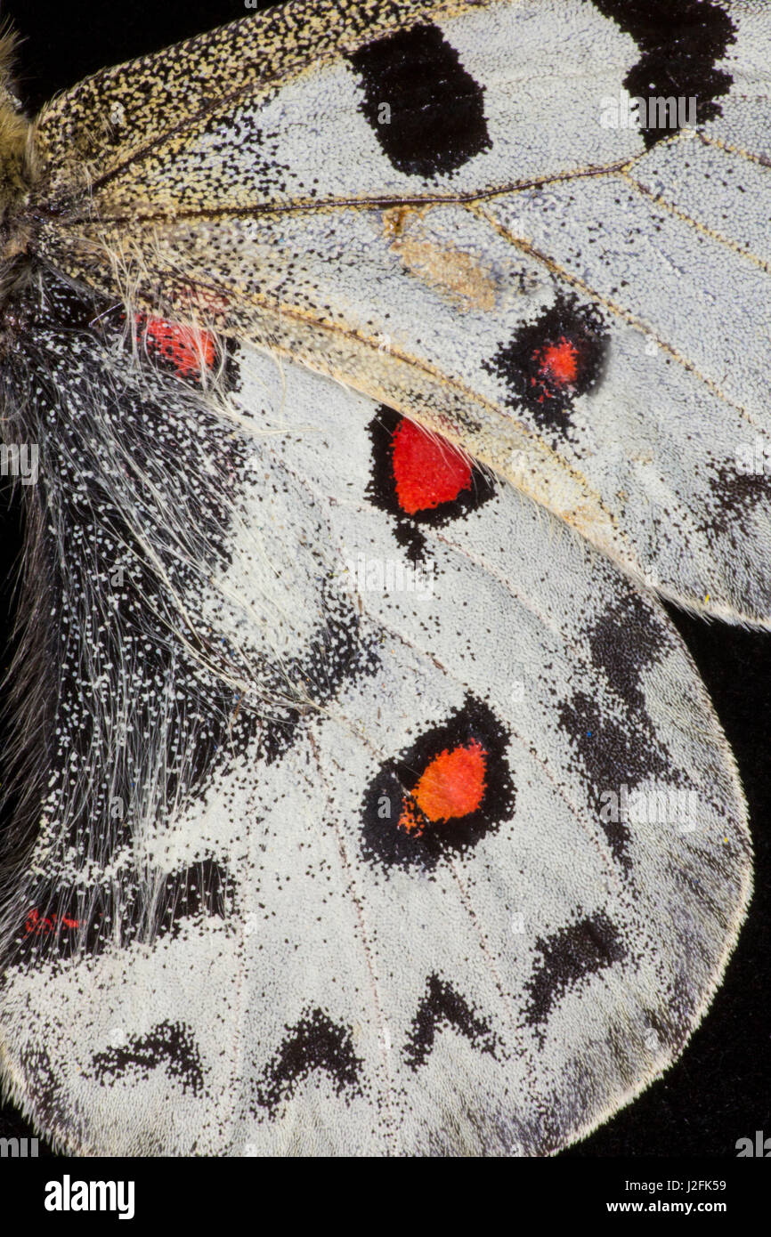 Close-up detail wing pattern of tropical butterfly Stock Photo - Alamy