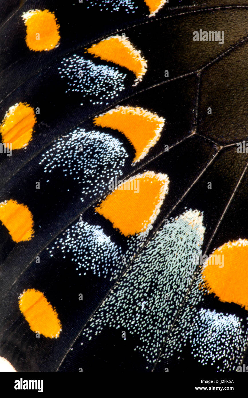 Close-up detail wing pattern of tropical butterfly Stock Photo - Alamy