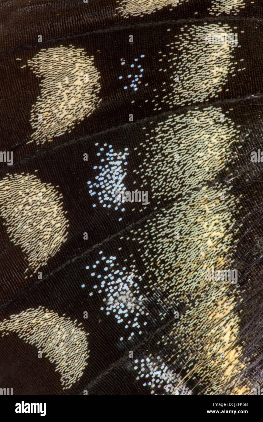 Close-up detail wing pattern of tropical butterfly Stock Photo - Alamy