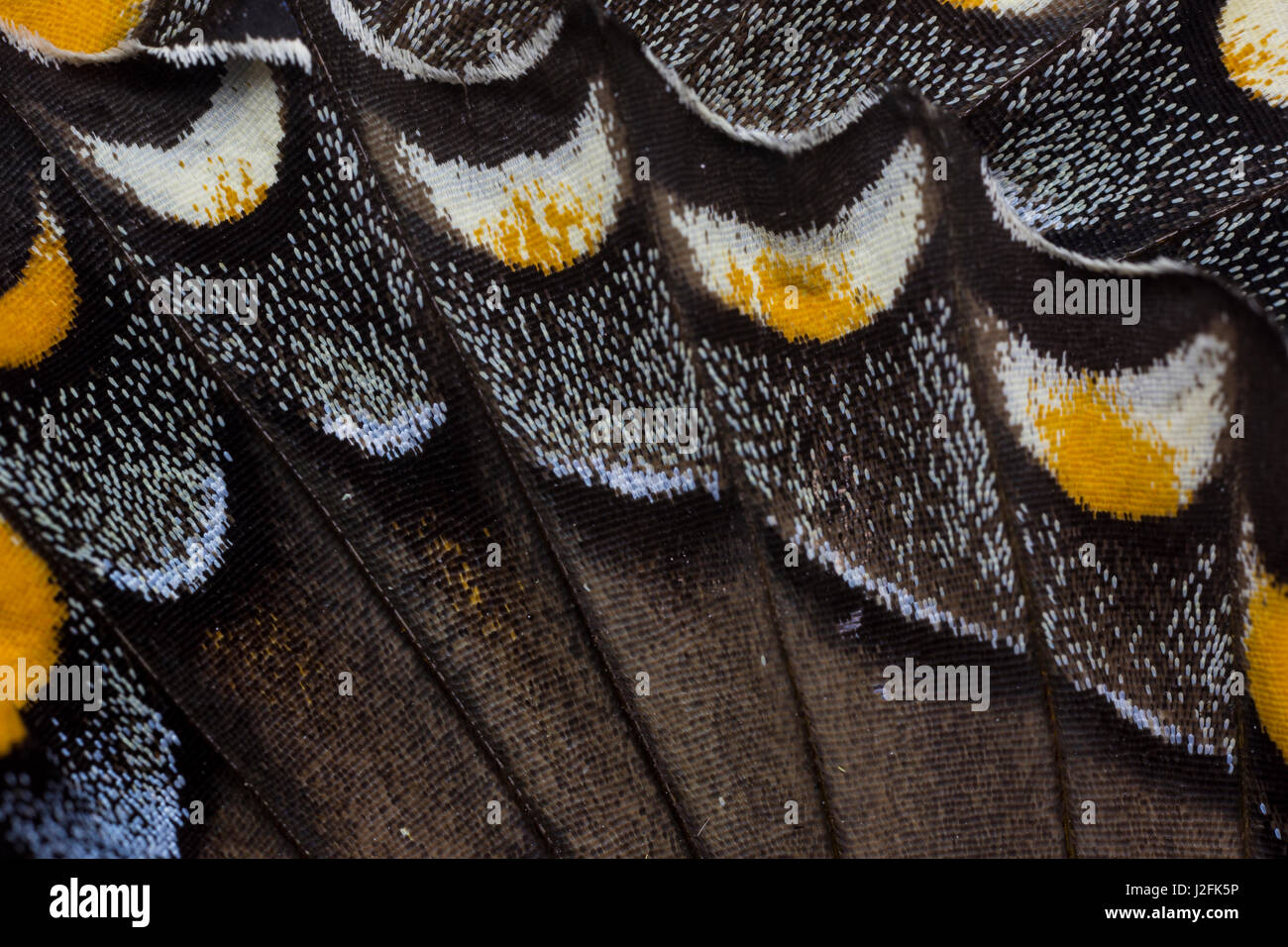 Close-up detail wing pattern of tropical butterfly Stock Photo - Alamy