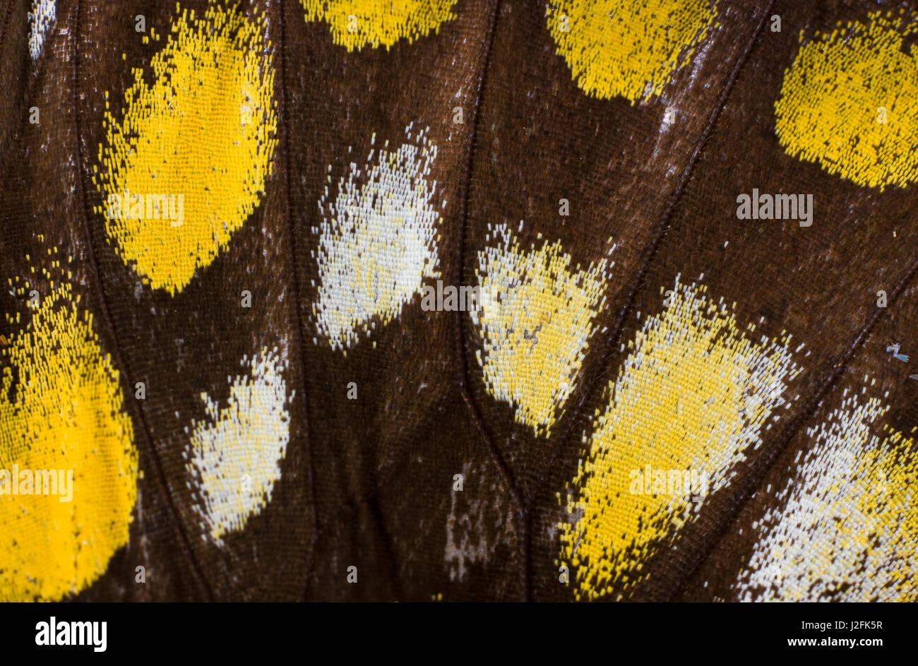 Close-up detail wing pattern of tropical butterfly Stock Photo - Alamy