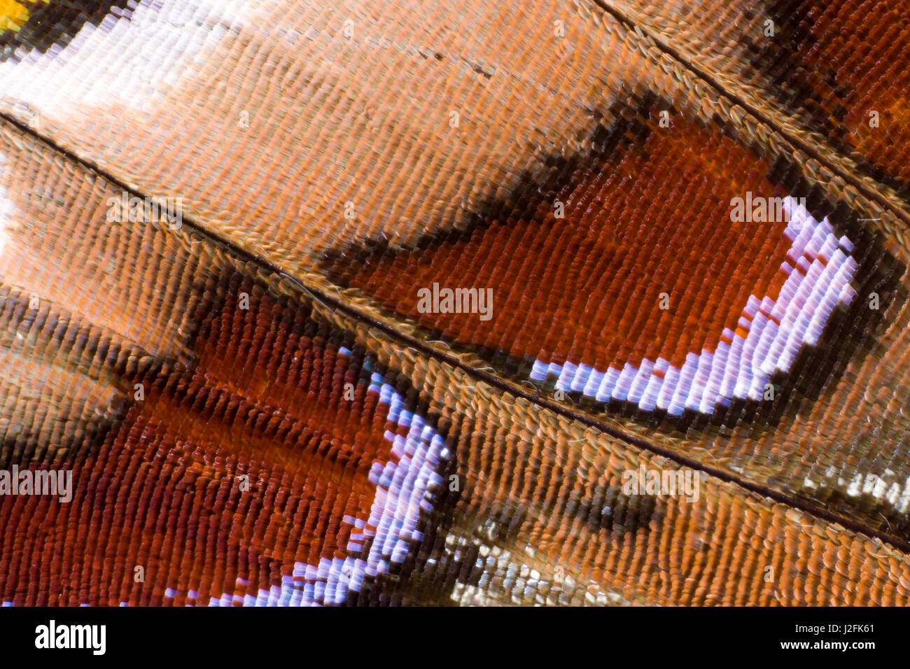 Close-up detail wing pattern of tropical butterfly Stock Photo - Alamy