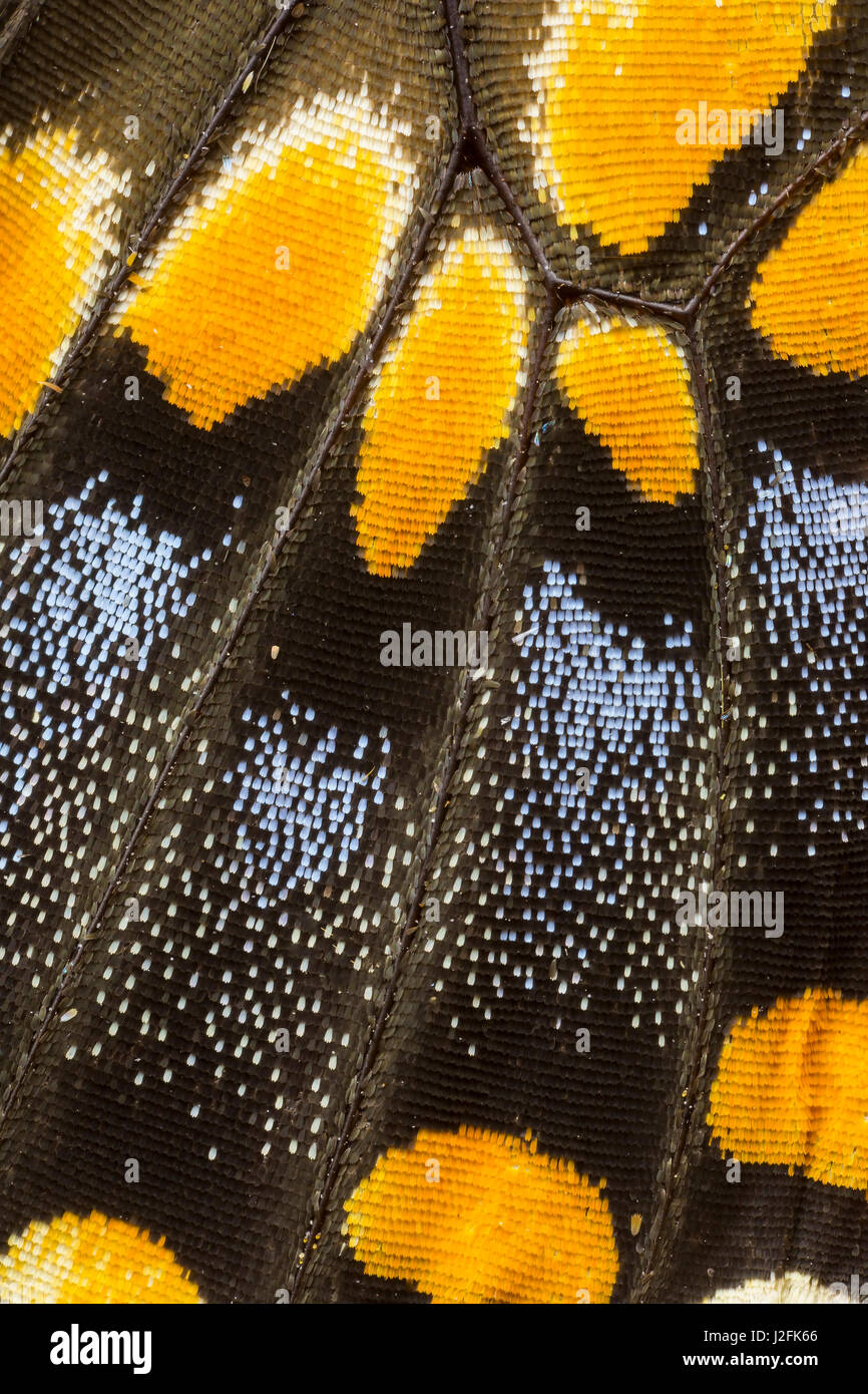 Close-up detail wing pattern of butterfly Stock Photo - Alamy