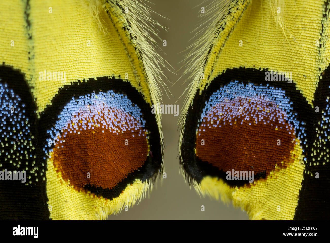 Close-up detail wing pattern of butterfly Stock Photo - Alamy