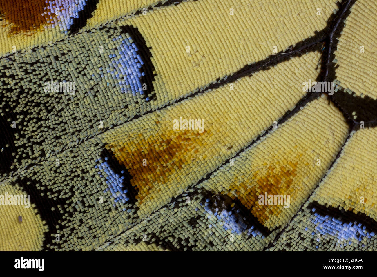 Close-up detail wing pattern of butterfly Stock Photo - Alamy