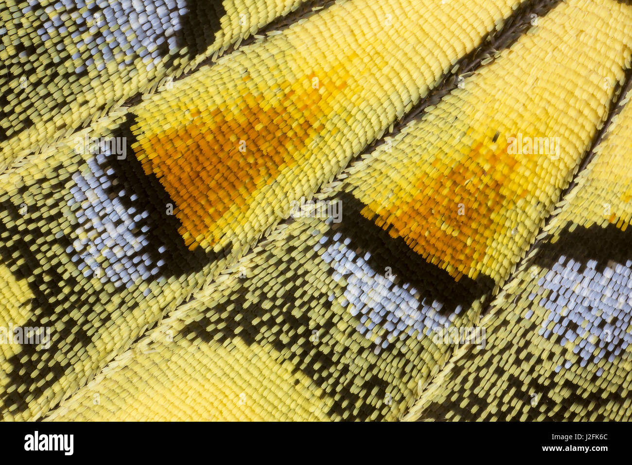 Close-up detail wing pattern of butterfly Stock Photo - Alamy