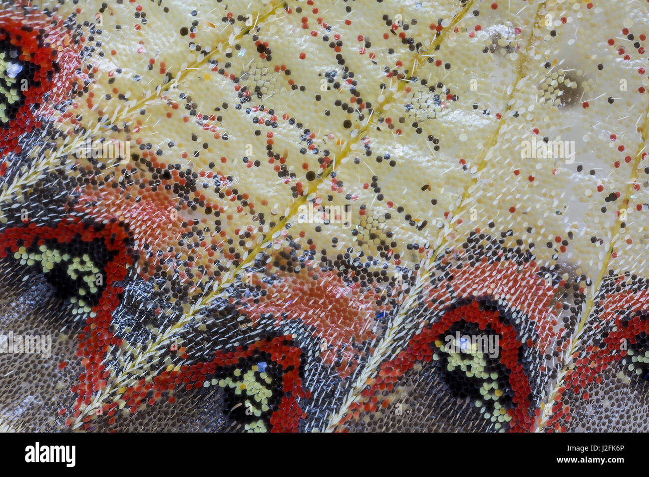 Close-up detail wing pattern of tropical butterfly Stock Photo - Alamy