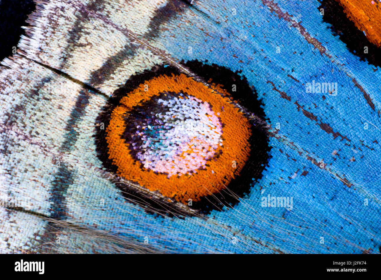 Close-up detail wing pattern of tropical butterfly Stock Photo - Alamy