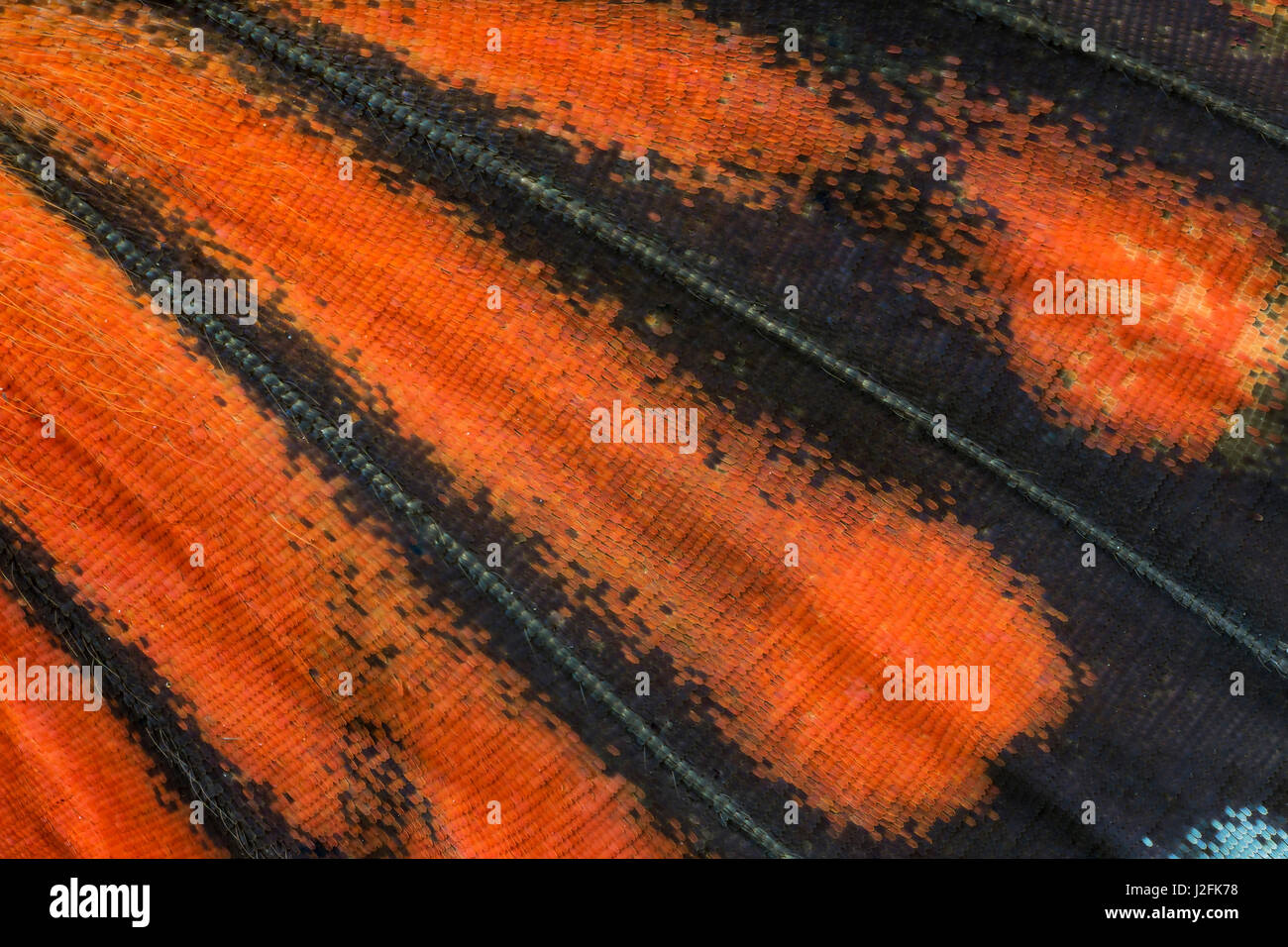 Close-up detail wing pattern of tropical butterfly Stock Photo - Alamy