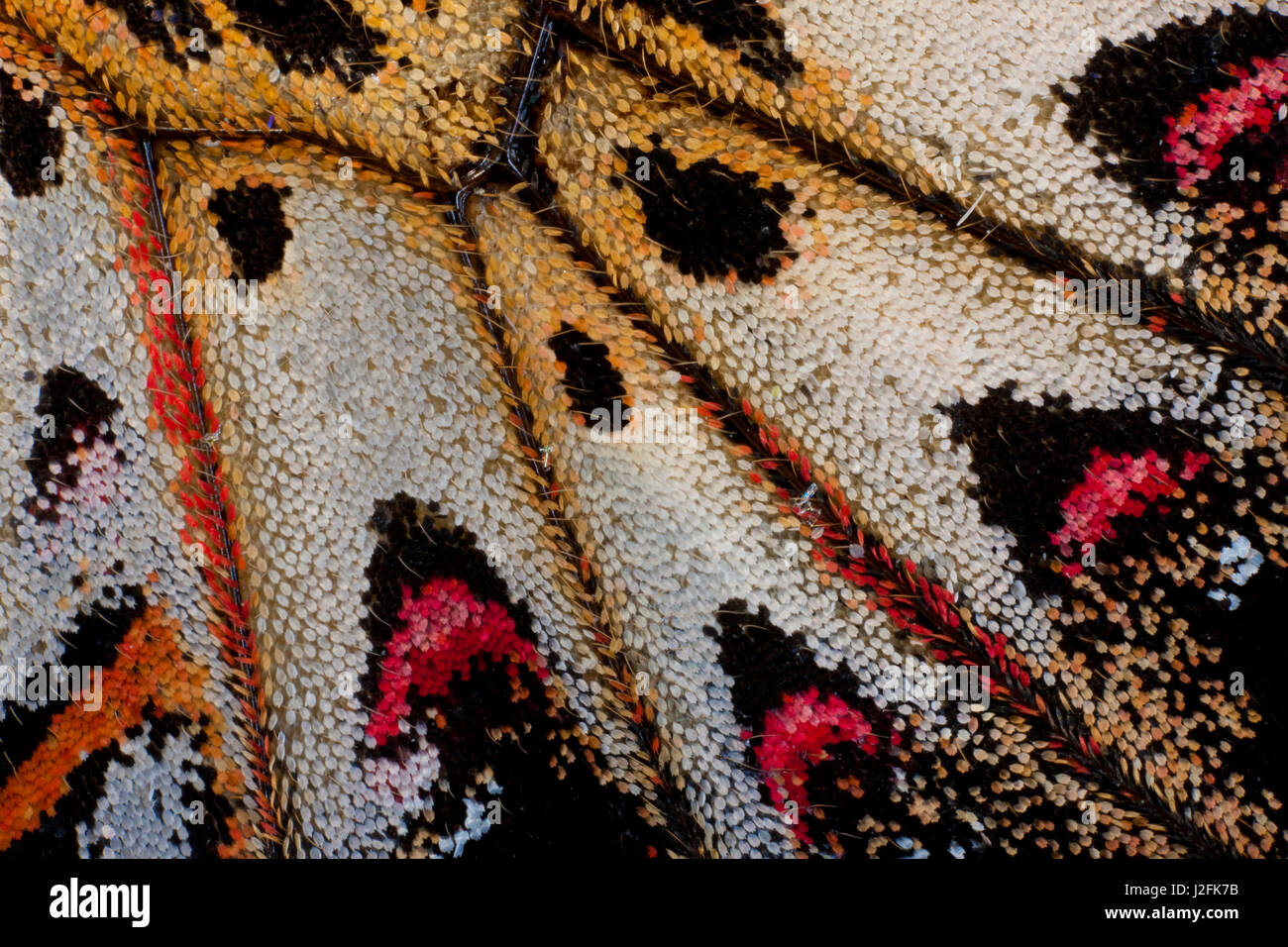Close-up detail wing pattern of tropical butterfly Stock Photo - Alamy