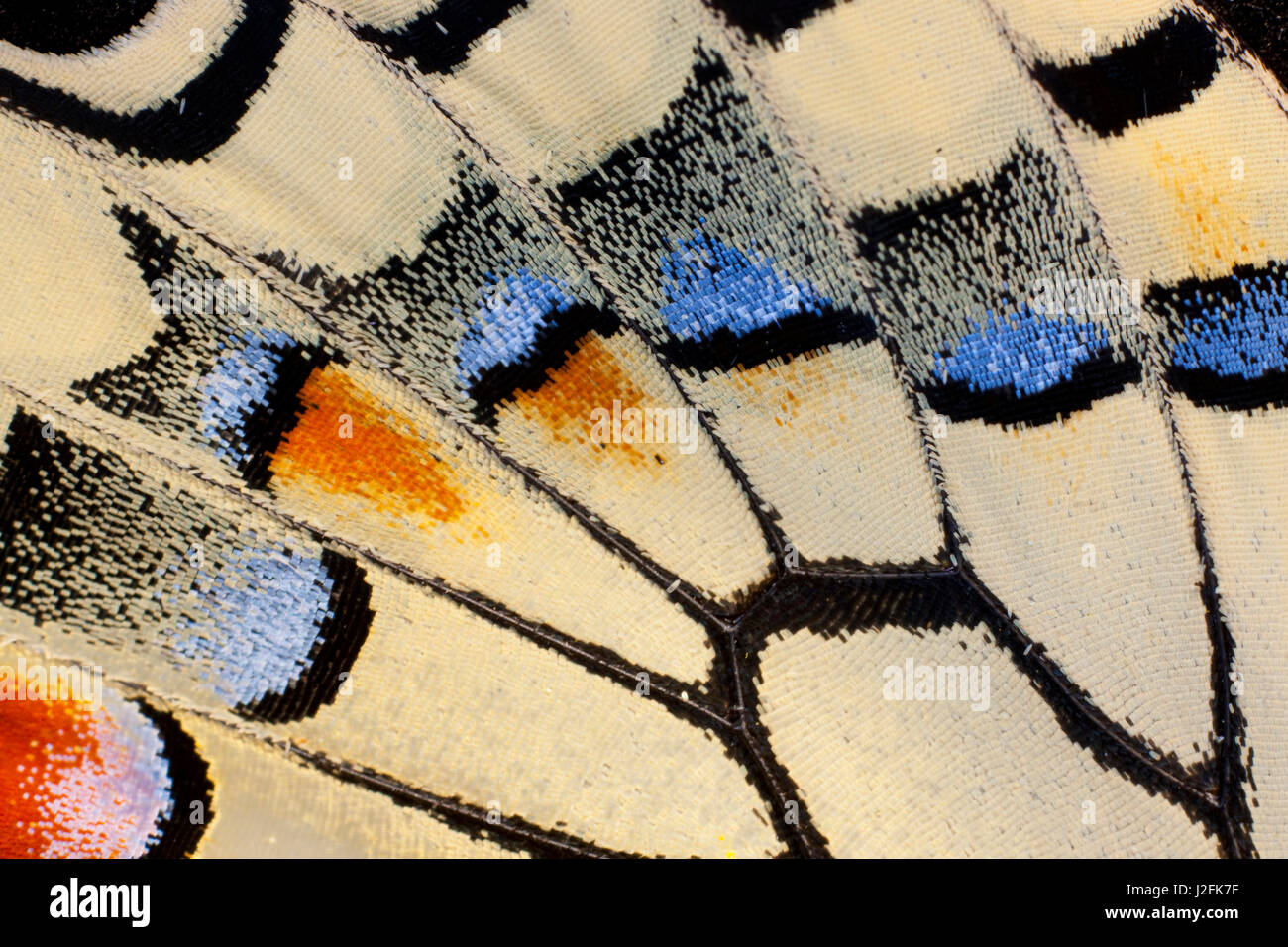 Close-up detail wing pattern of butterfly Stock Photo - Alamy