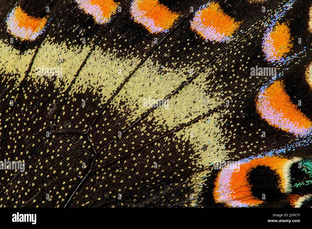 Close-up detail wing pattern of tropical butterfly Stock Photo - Alamy