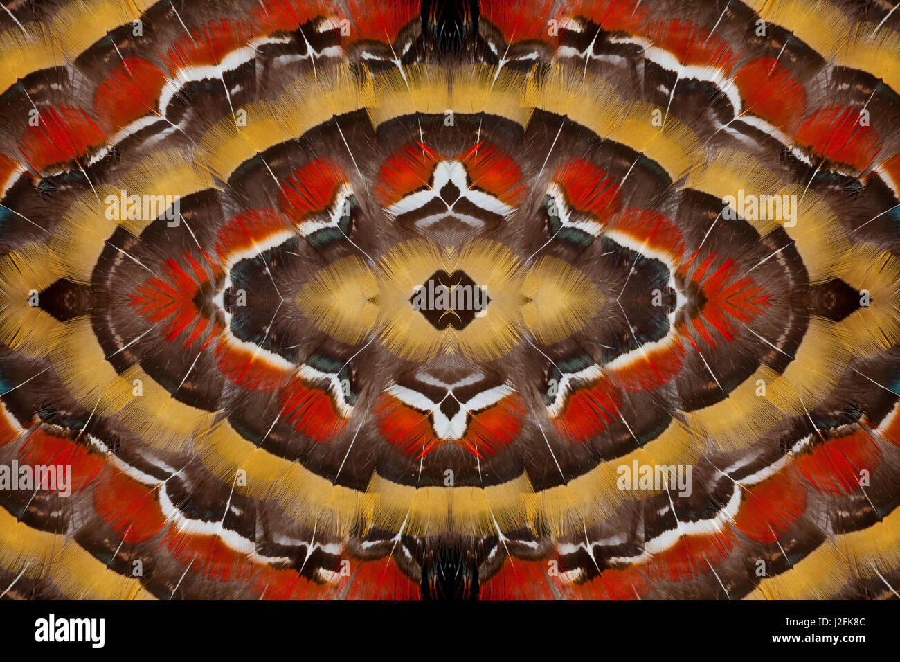 Lady Amherst's Pheasant body feather pattern and design fanning outward ...