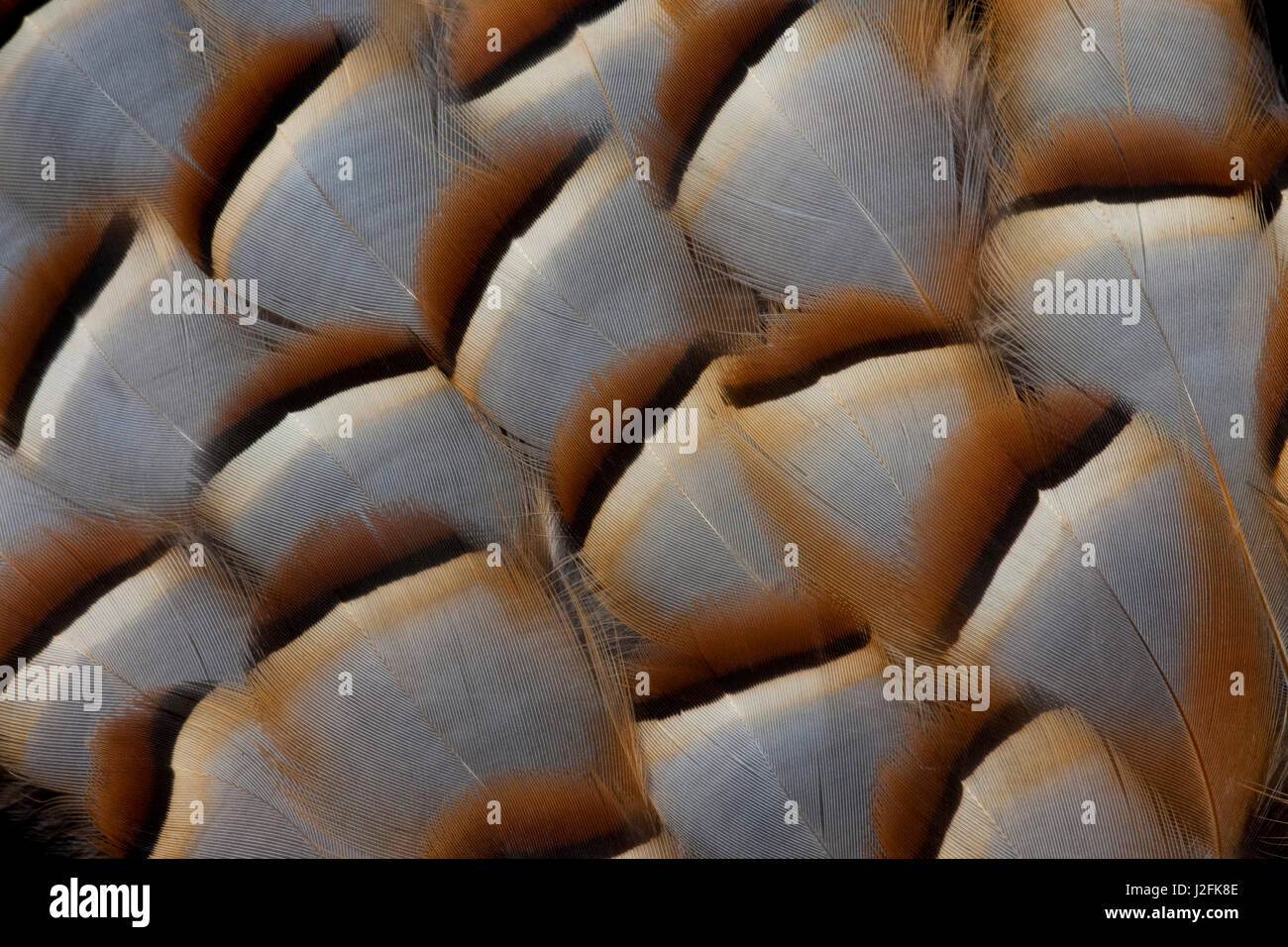 Red-legged Partridge Flank feathers Stock Photo - Alamy