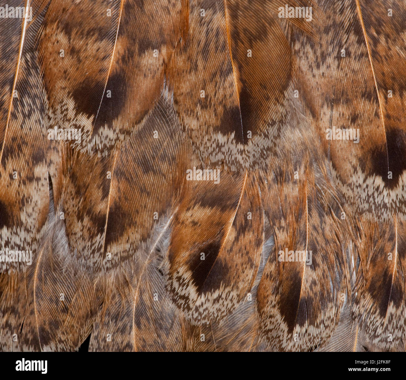 Brown Feather Fanning effect Stock Photo - Alamy