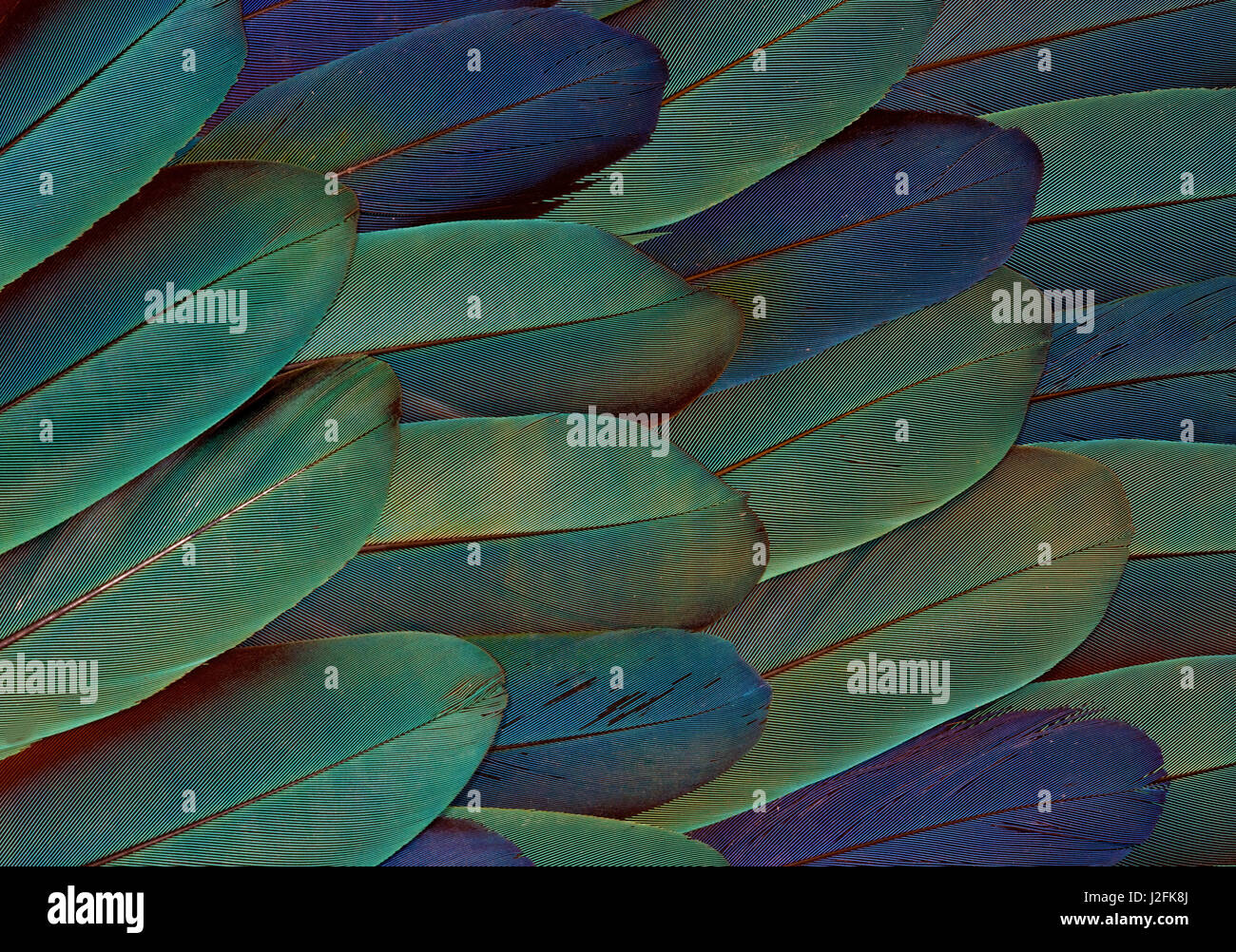 Scarlet and Blue Gold Macaw wing feathers Stock Photo - Alamy