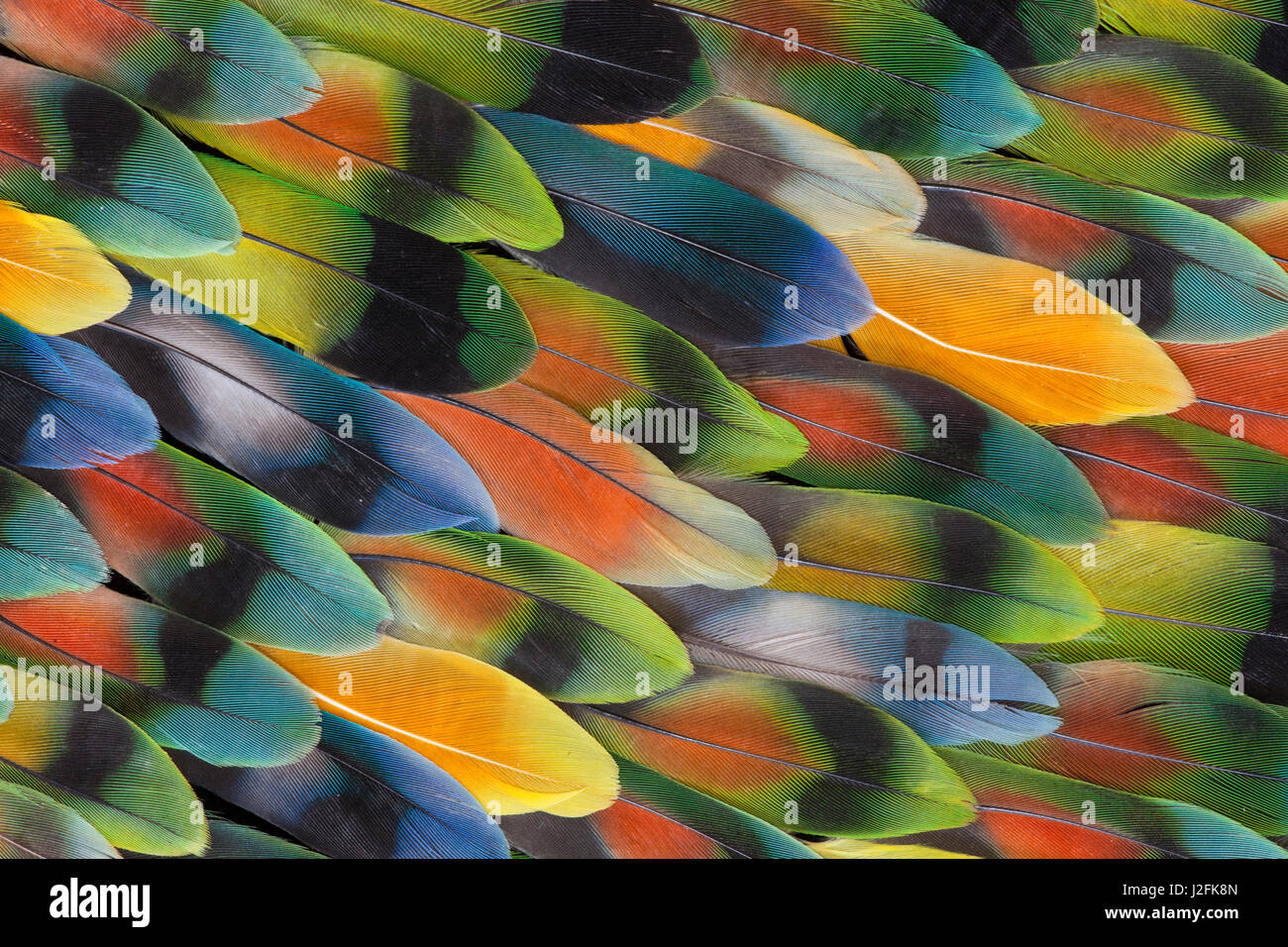 Lovebird tail feather pattern and design Stock Photo - Alamy