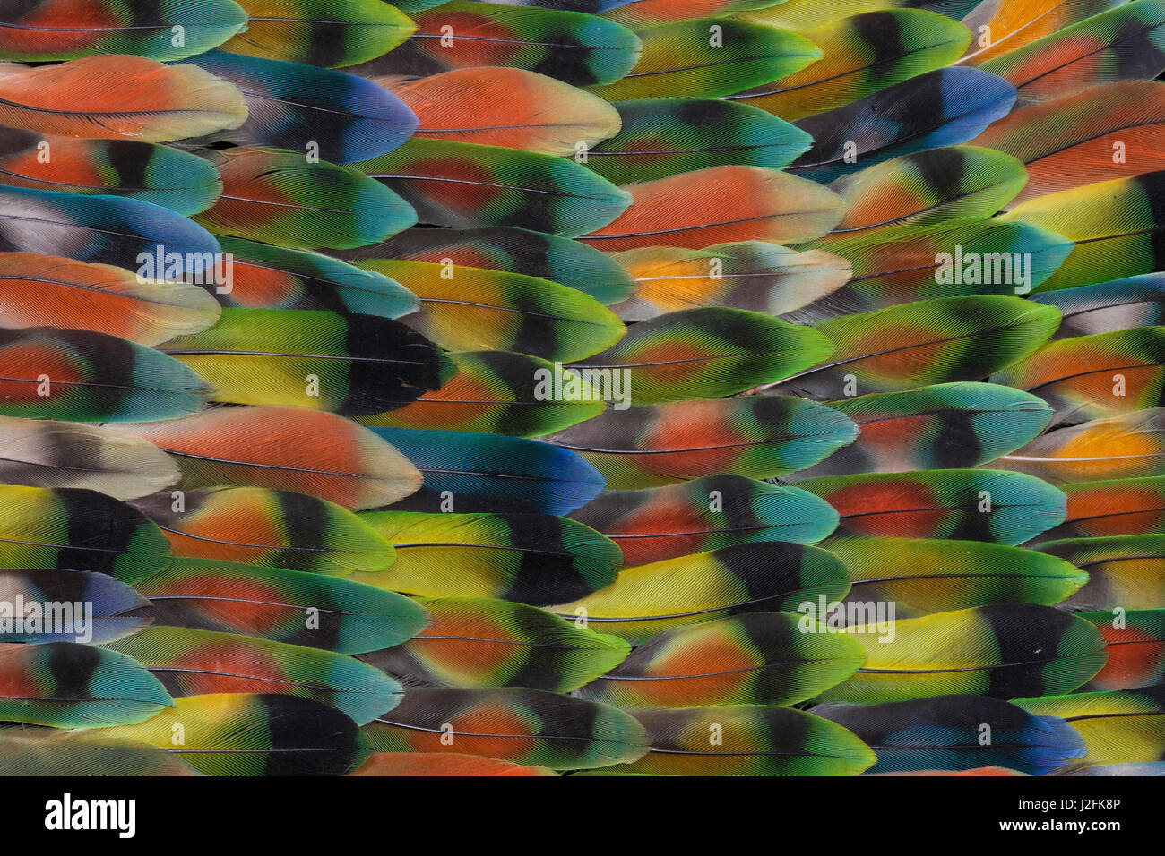 Lovebird tail feather pattern and design Stock Photo - Alamy