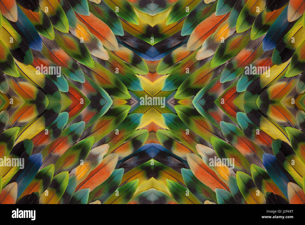 Lovebird tail feather pattern and design (Large format sizes available ...