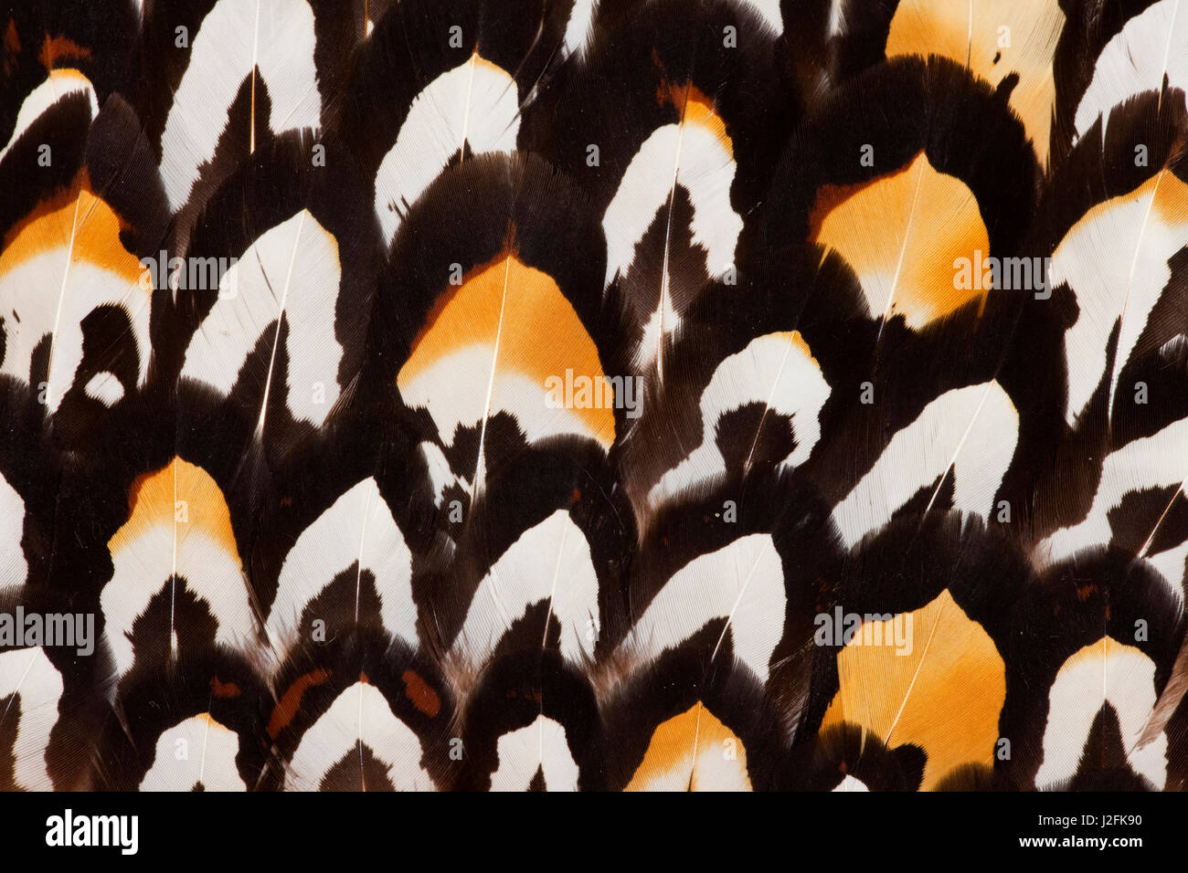 Reeves Pheasant Feather Pattern Stock Photo - Alamy