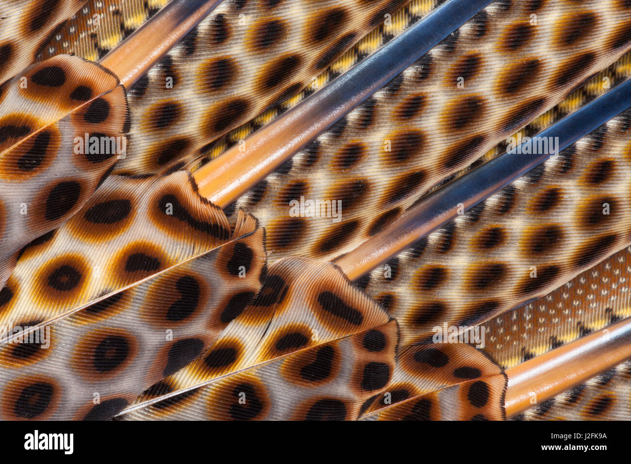 Argus Pheasant wing feather design with patterns and spots Stock Photo ...