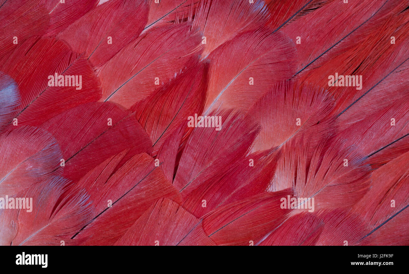 African Grey Parrot tail feathers Stock Photo - Alamy