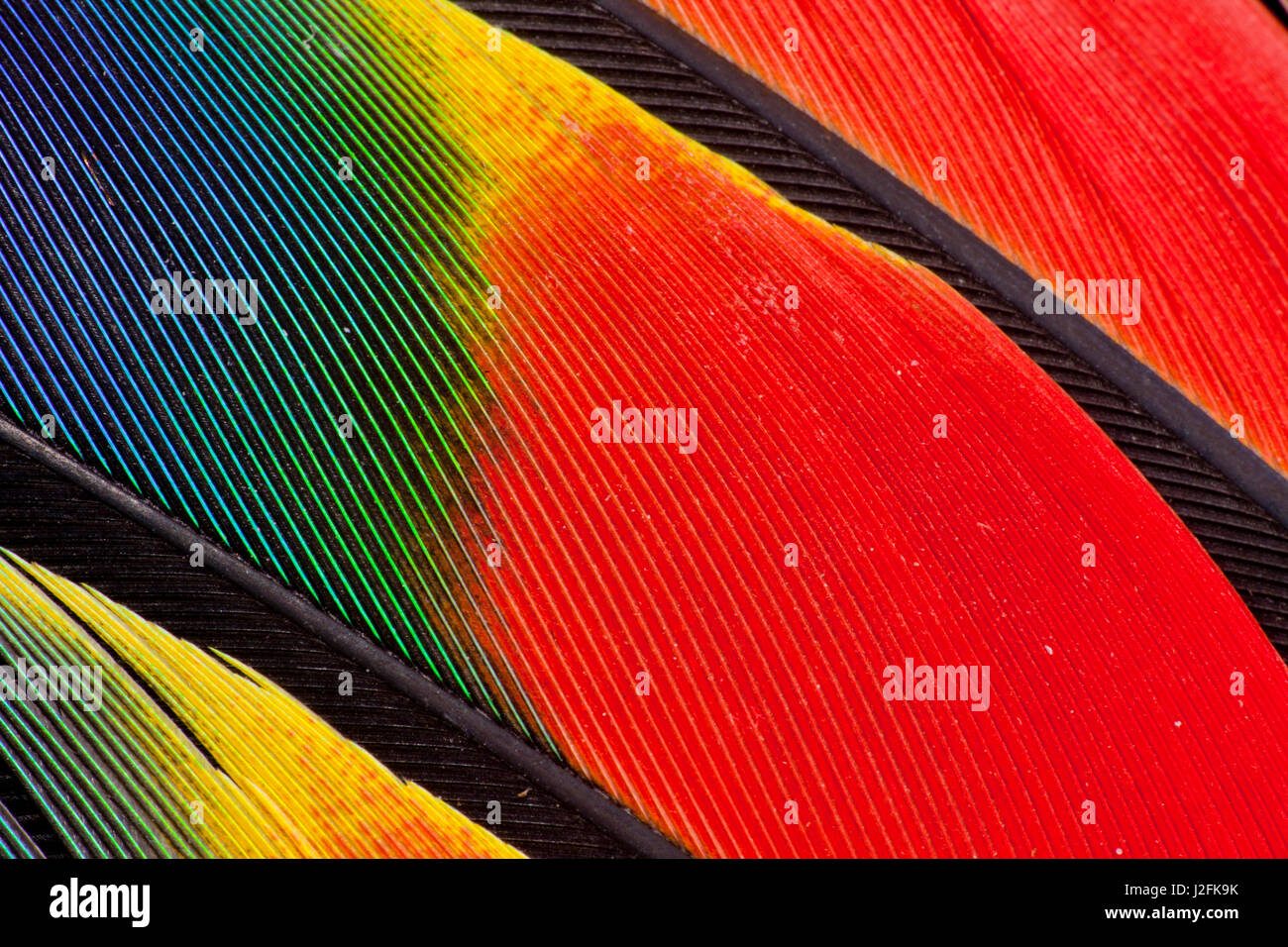 wing feather Design from the Amazon Parrot Stock Photo - Alamy