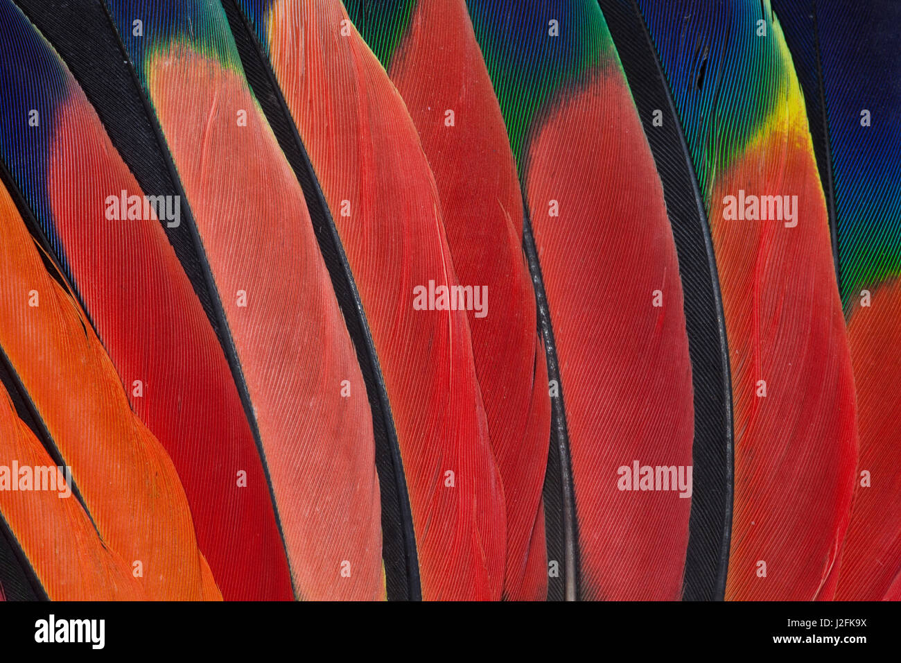 wing feather Design from the Amazon Parrot Stock Photo - Alamy