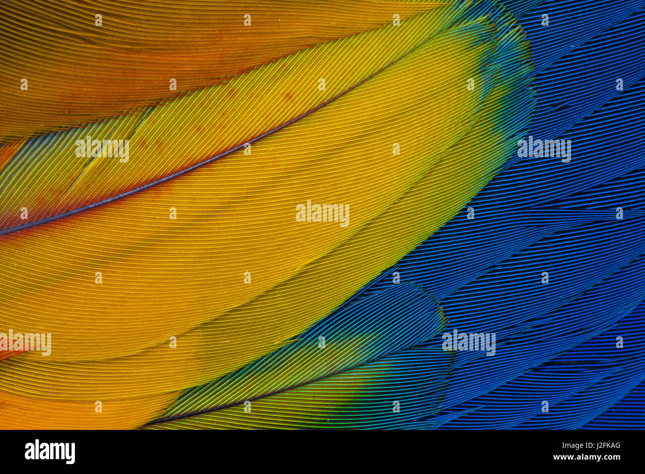 Scarlet Macaw wing covert feathers Stock Photo - Alamy