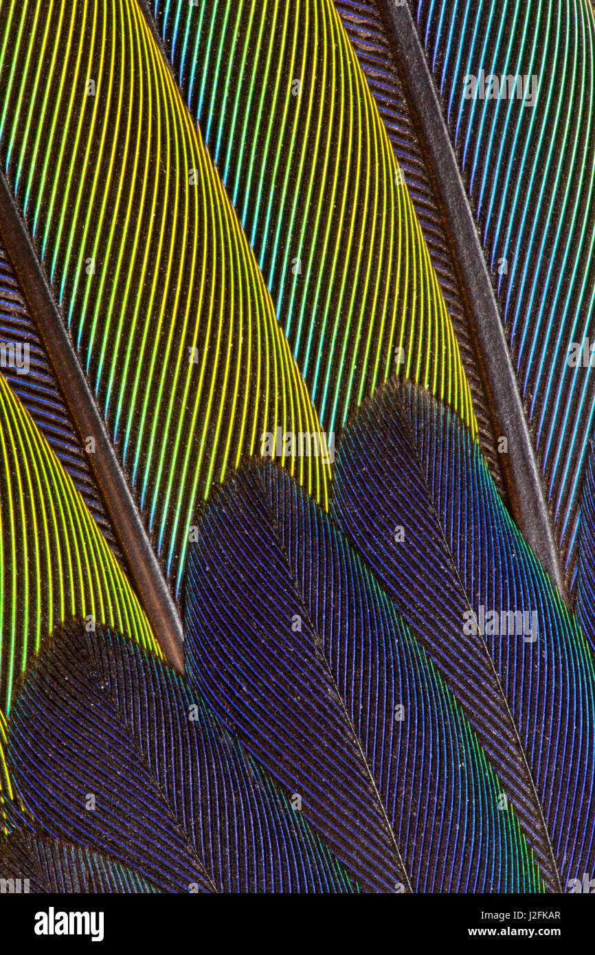 Jenday Conure wing feather detail Stock Photo - Alamy