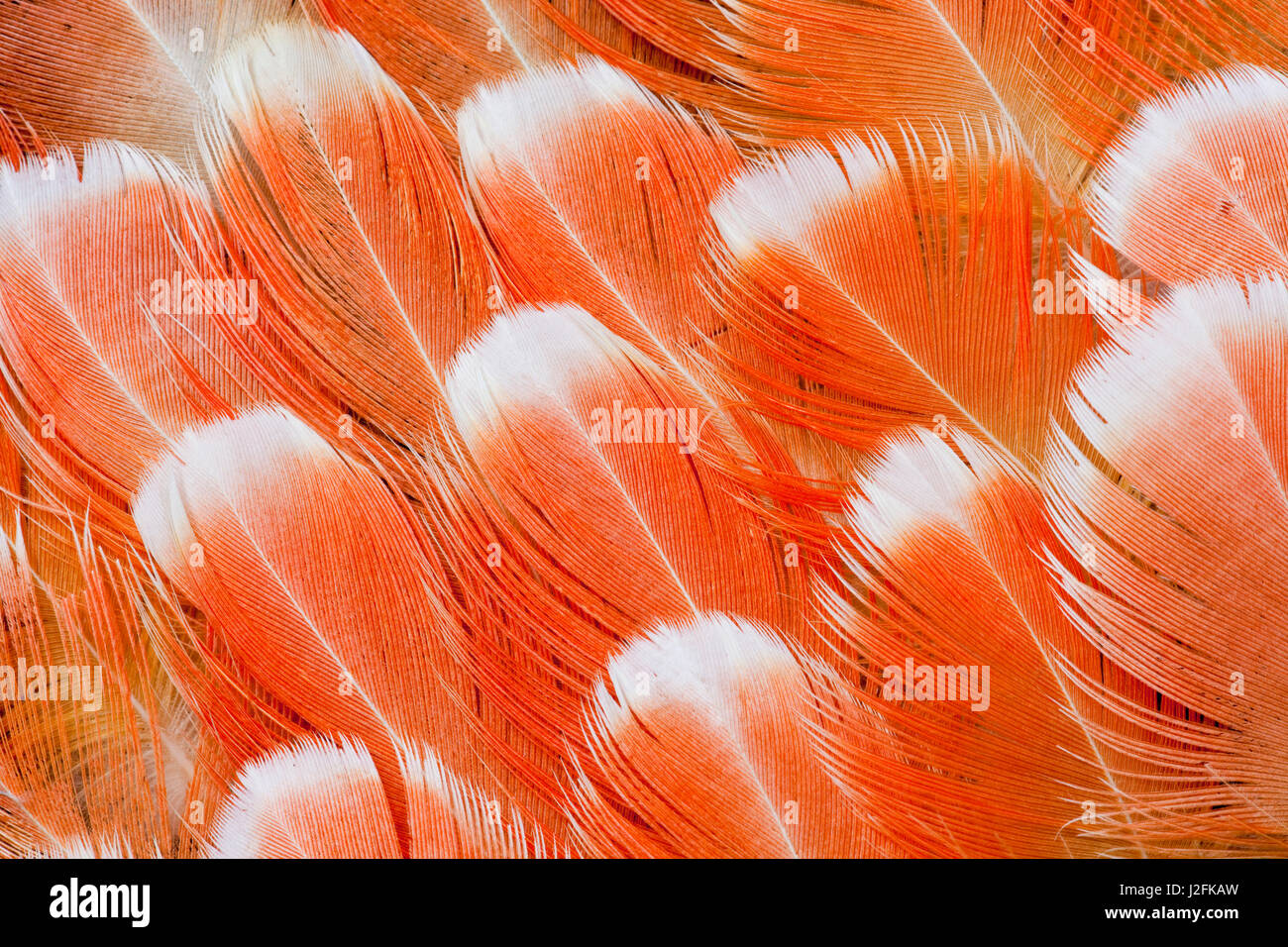 Red Vent Cockatoo rump feathers Stock Photo - Alamy