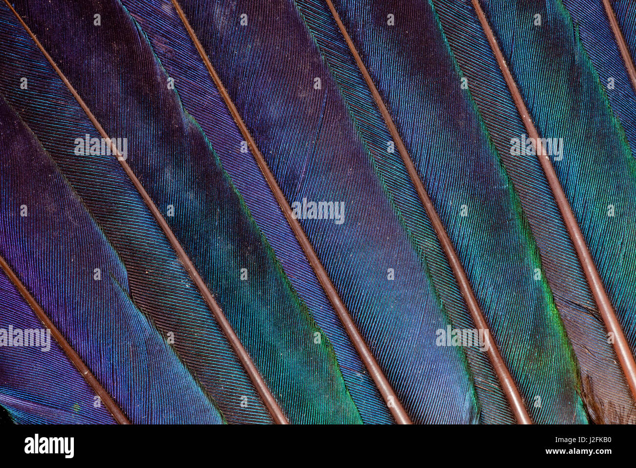 Turaco Feathers High Resolution Stock Photography and Images - Alamy