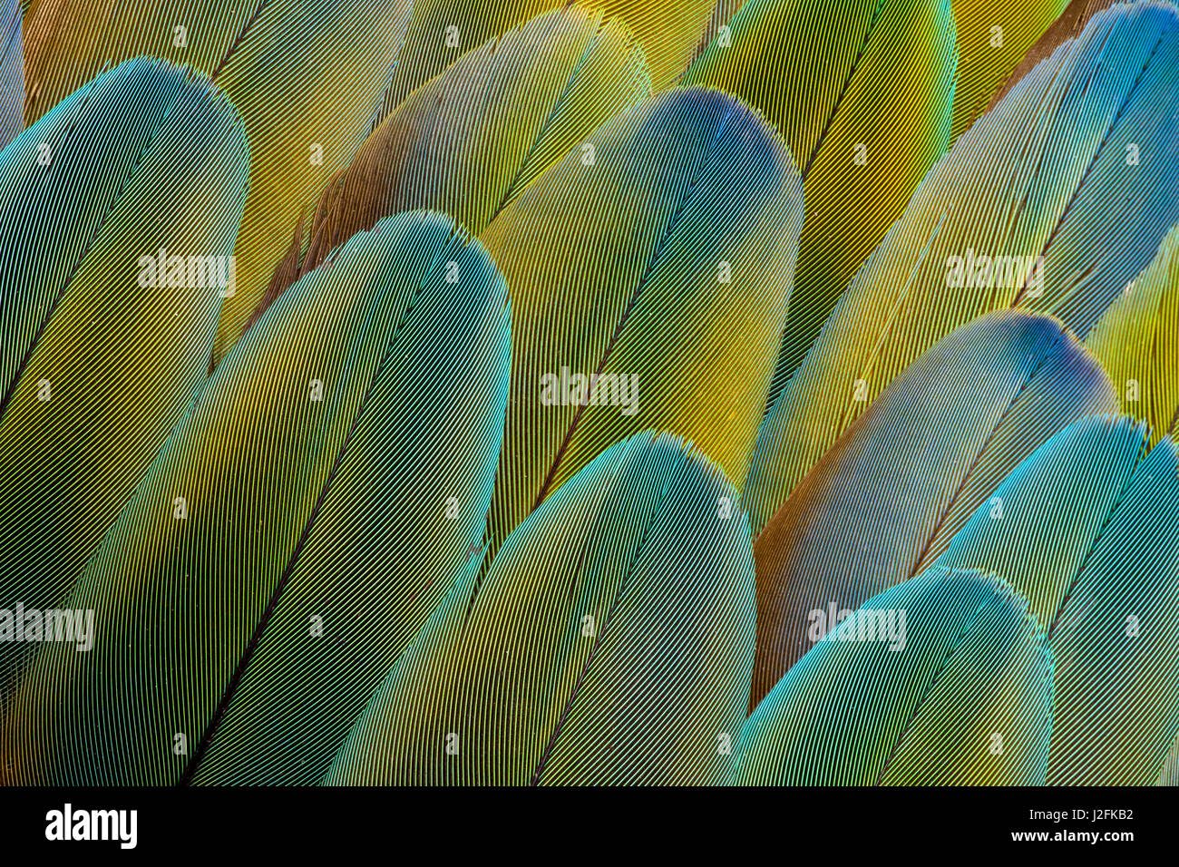 Covert wing feathers of the Camelot Macaw Stock Photo - Alamy