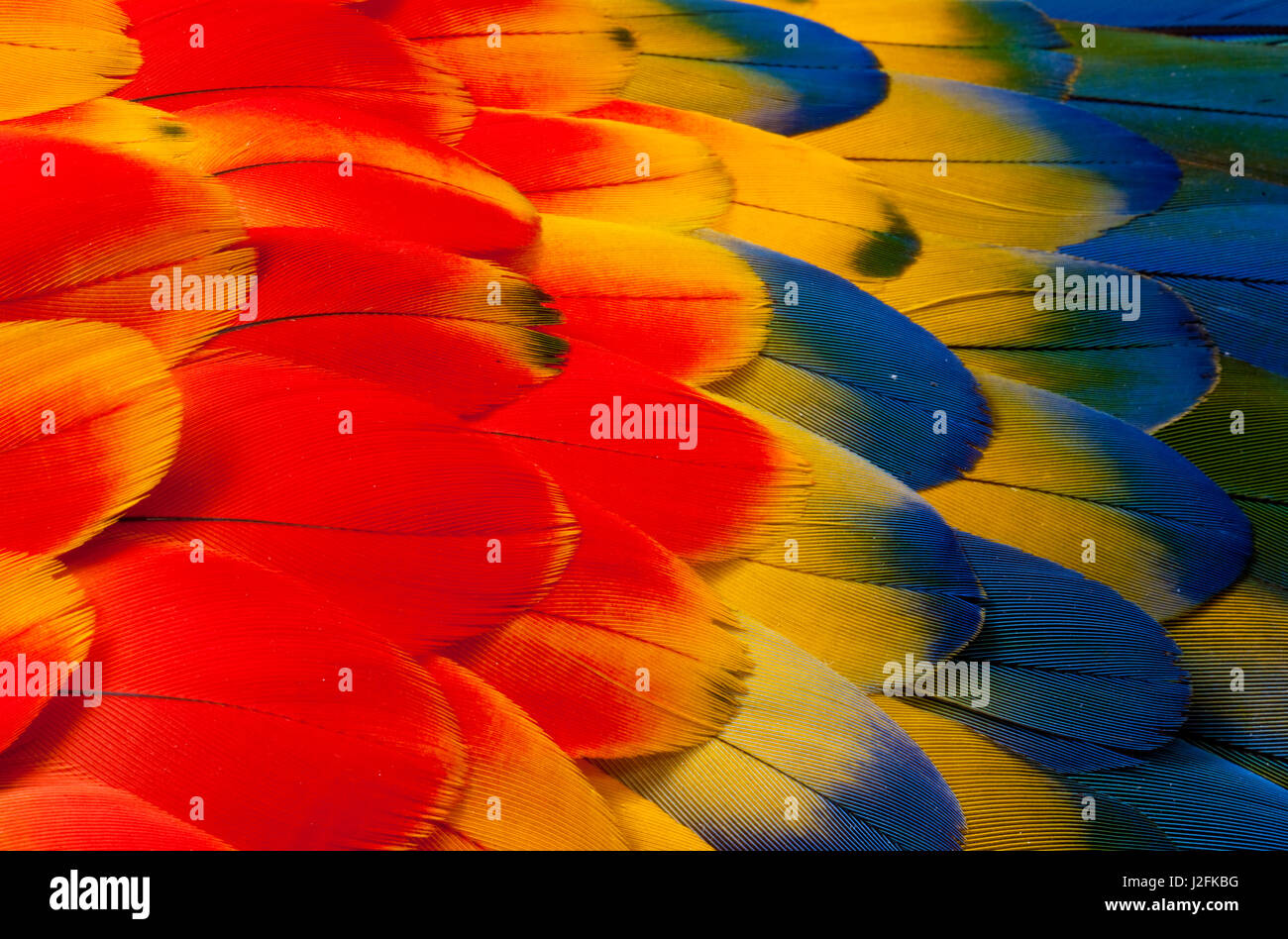 Scarlet Macaw wing covert feathers Stock Photo - Alamy