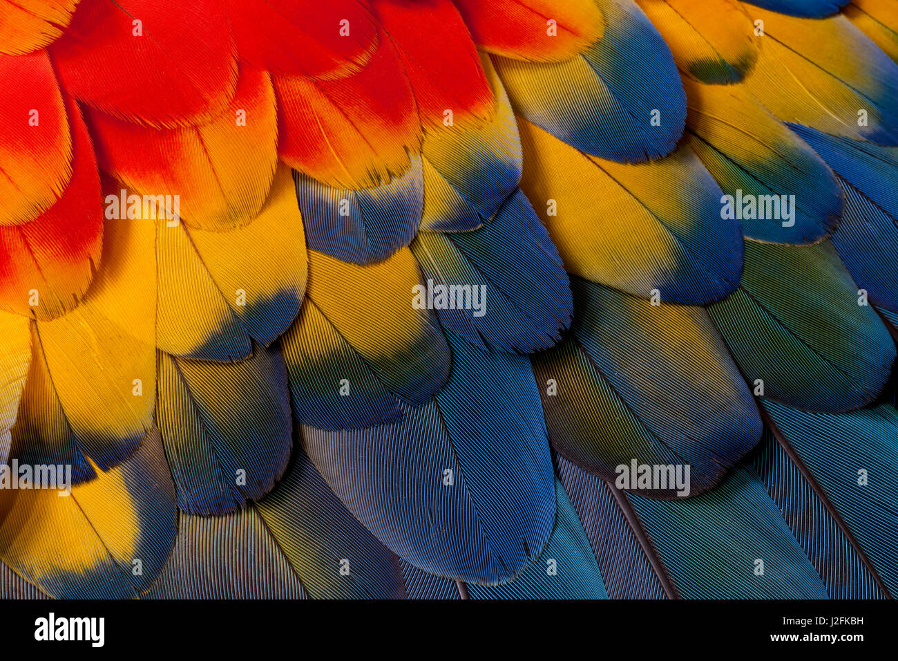 Wing covert hi-res stock photography and images - Alamy