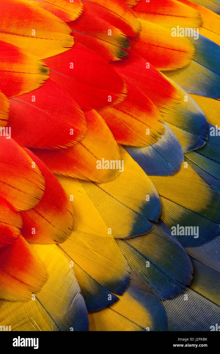 Scarlet Macaw wing covert feathers Stock Photo - Alamy