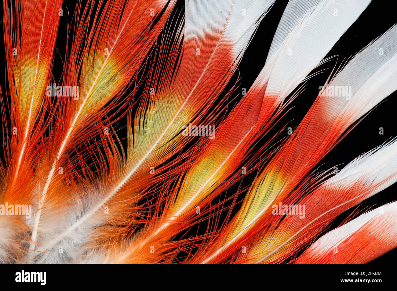 Major Mitchell Cockatoo crown feather pattern Stock Photo - Alamy